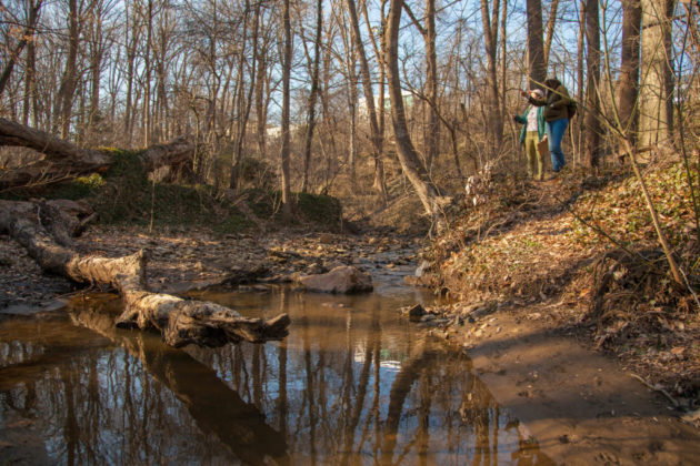 Meet DC’s Only Endangered Species – Hay’s spring amphipod - PoPville