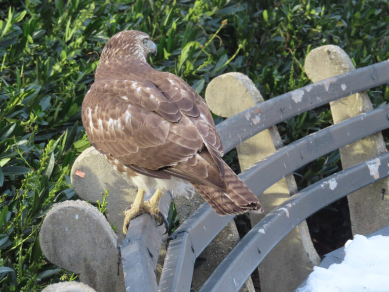 Today* in Hawks around Town - PoPville