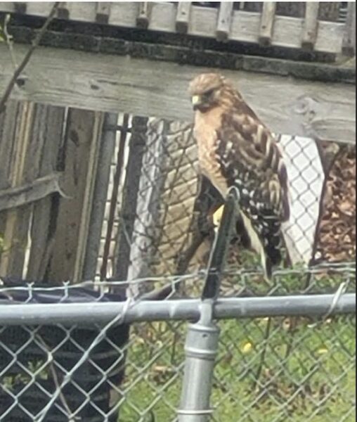 Today* in Hawks*** around Town - PoPville
