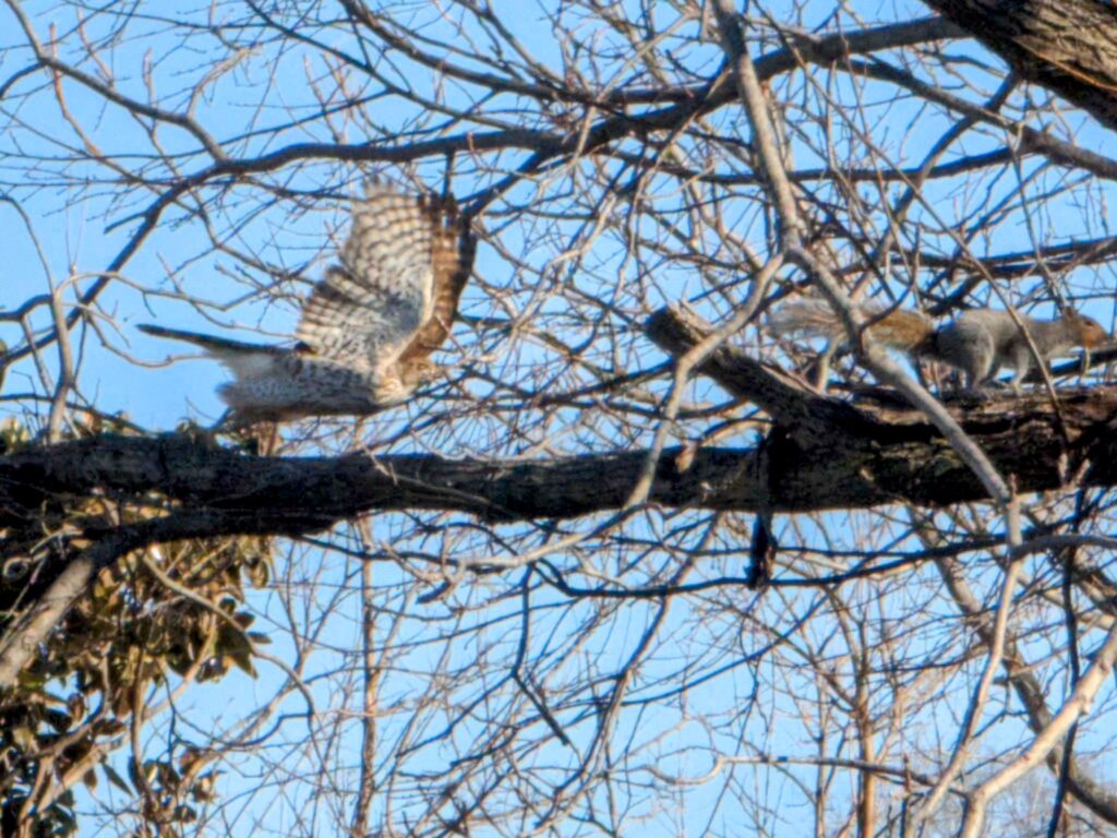 Today* in Hawks around Town - PoPville