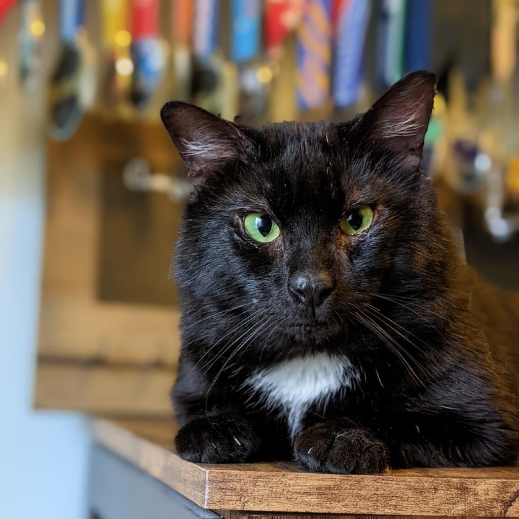 Your Afternoon Animal Fix – AdoPtville - PoPville