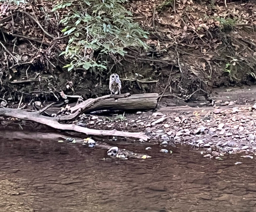 Today* in Hawks*** around Town – Owl! - PoPville