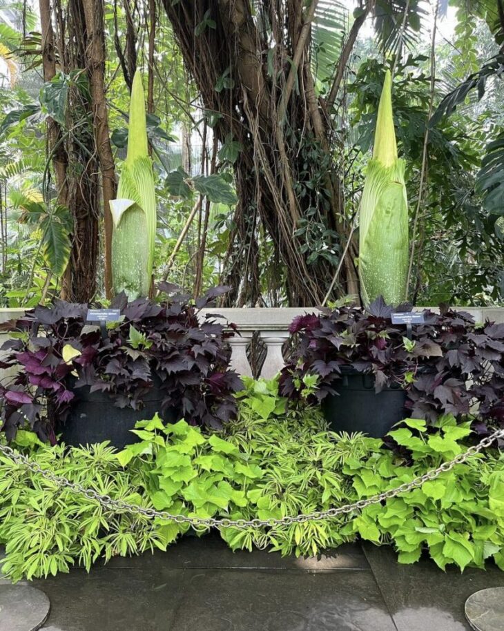 TWO Corpse Flowers aka Stink Flowers “now on display, and it’s possible ...